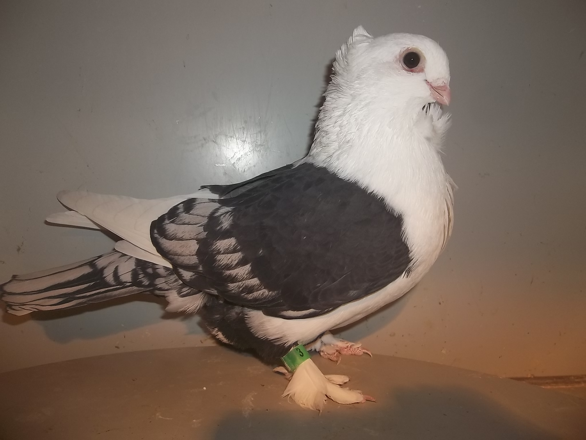 JANSSEN RACING PIGEONS Coming Soon